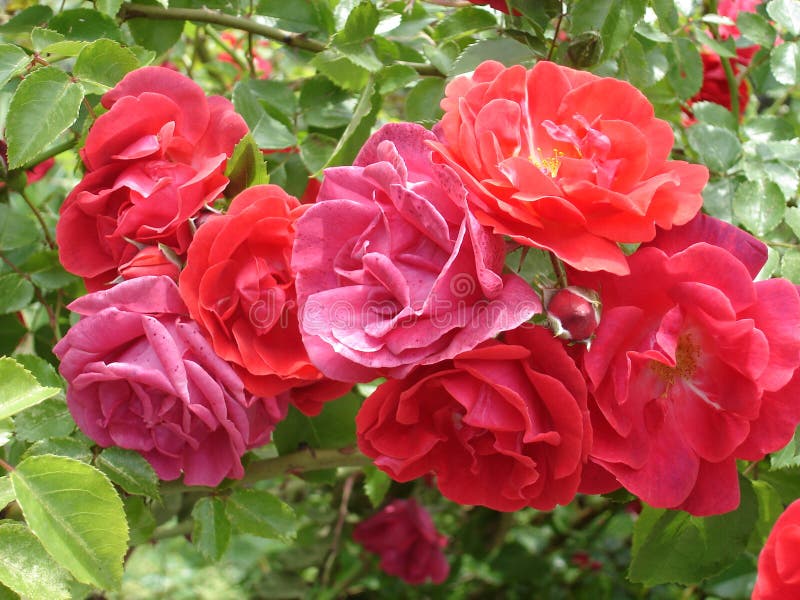 Pink and Red Patio Rose Flowers on a Sunny Day Stock Photo - Image of ...