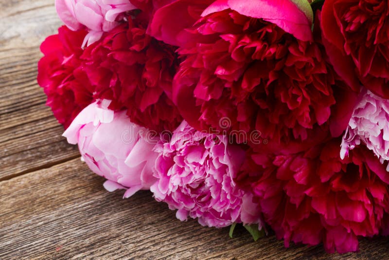 Pink and red peonies stock image. Image of petal, closeup - 57172535