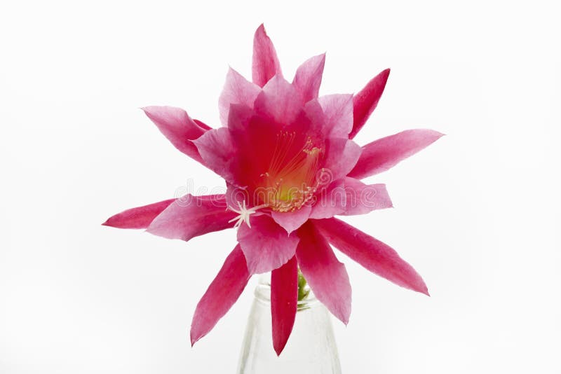 Phyllocactus Flower Stock Photos - Free & Royalty-Free Stock Photos ...