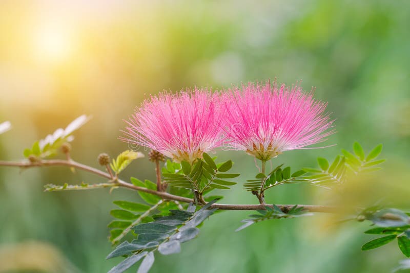 Pink Red Powder Puff or Calliandra Haematocephala Stock Photo - Image ...