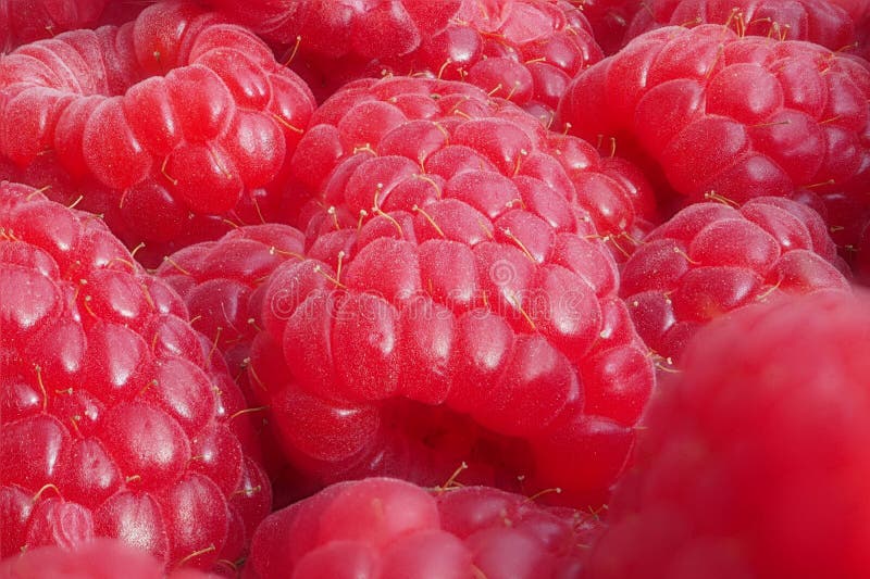 Many Raspberries Background Texture, Pink-red Raspberries Close Up ...