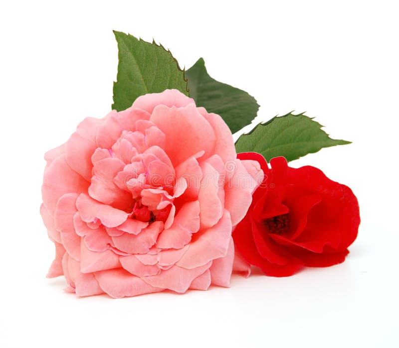 Pink and red rose stock photo. Image of flower, leaf - 26449024