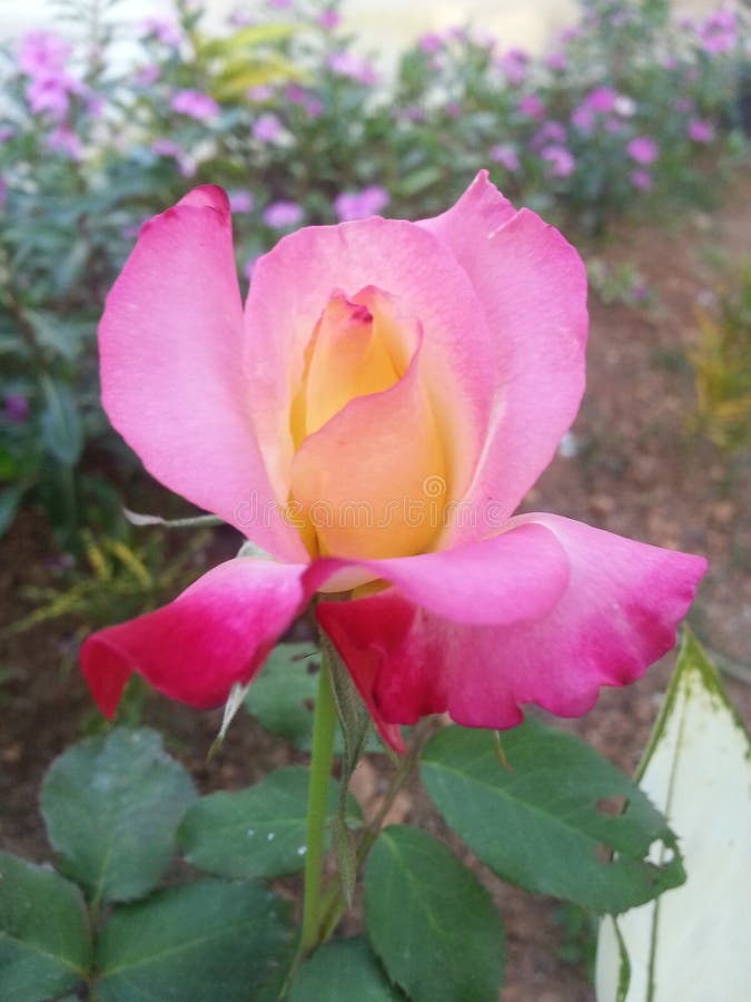 Pink and red rose stock photo. Image of beauty, flower - 85173370