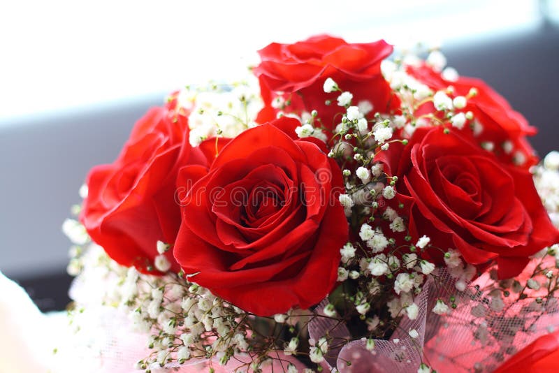 Pink red rose bouquet stock image. Image of lover, happiness - 66820913