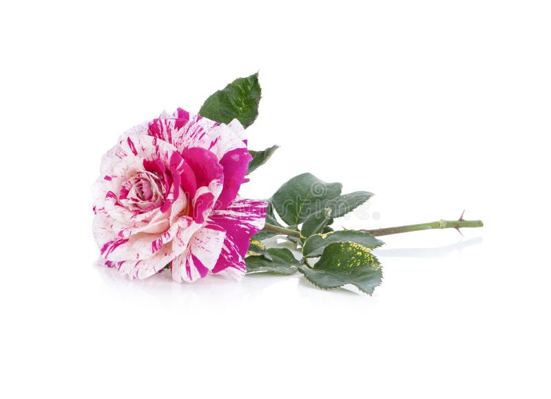 Pink and Red Rose on White Background Stock Photo - Image of floral ...