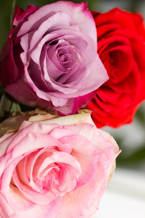 Pink and Red Roses As Background Stock Photo - Image of tenderness ...