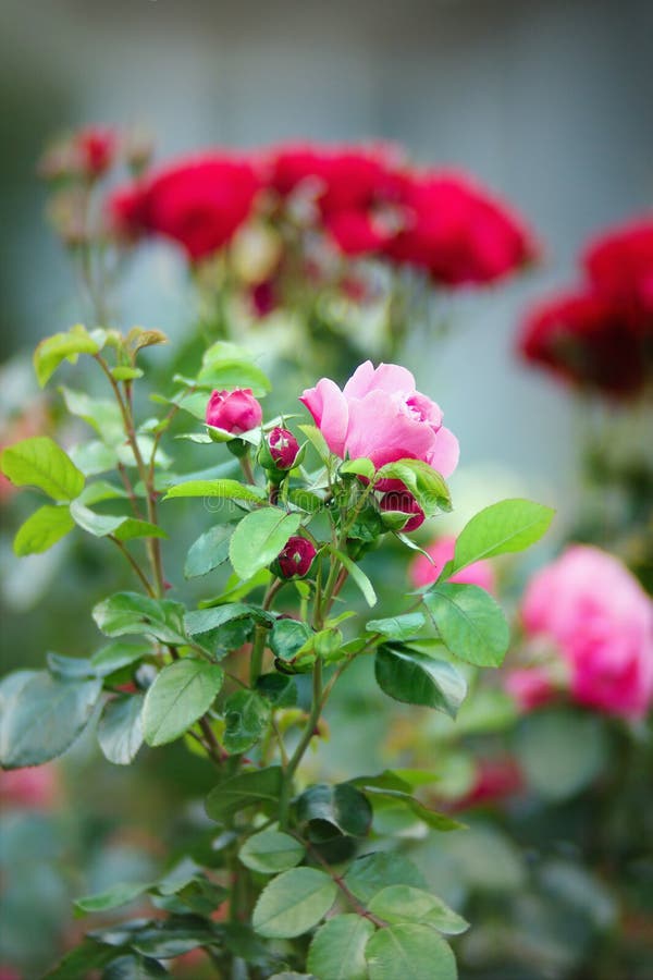 Pink and Red Roses Blossoms on a Blurry Background Stock Photo - Image ...