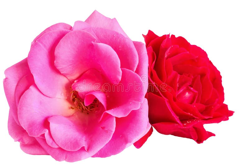 Red Roses on a Background of Blue Sky Stock Photo - Image of leaves ...