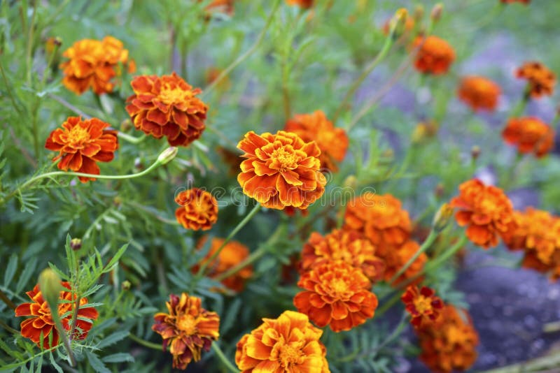 Pink marigold flowers. stock photo. Image of daisy, flowers - 166449932