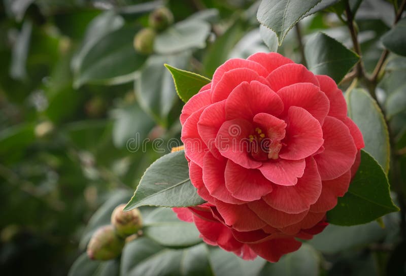 Pink-red Spring Camellia Flowers in Rome, Italy Stock Photo - Image of ...