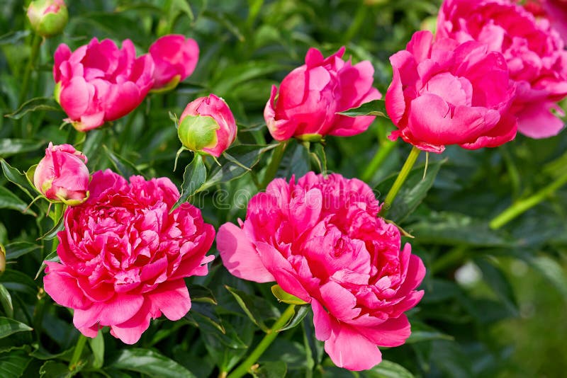 Pink Red Sunny Peony Flowers in Botanical Garden Stock Image - Image of ...