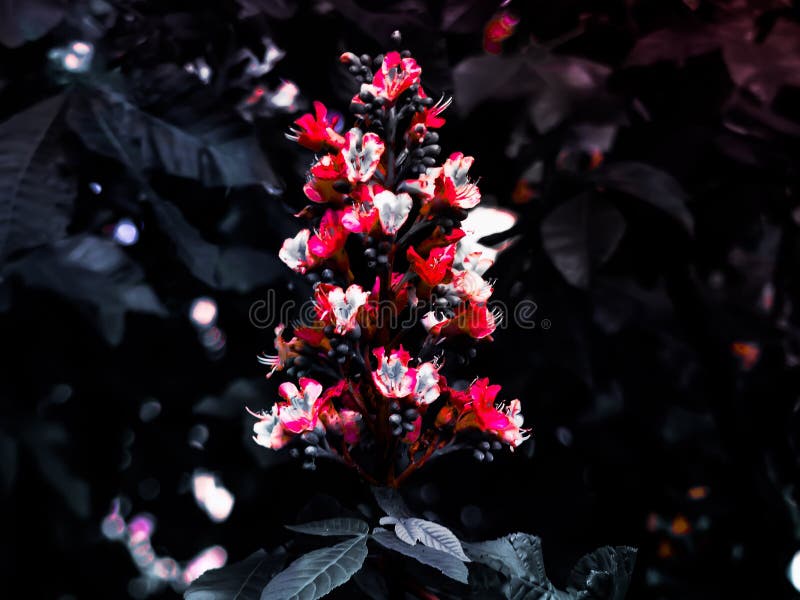 Pink Red White Flower Forest Stock Photo - Image of white, forest ...