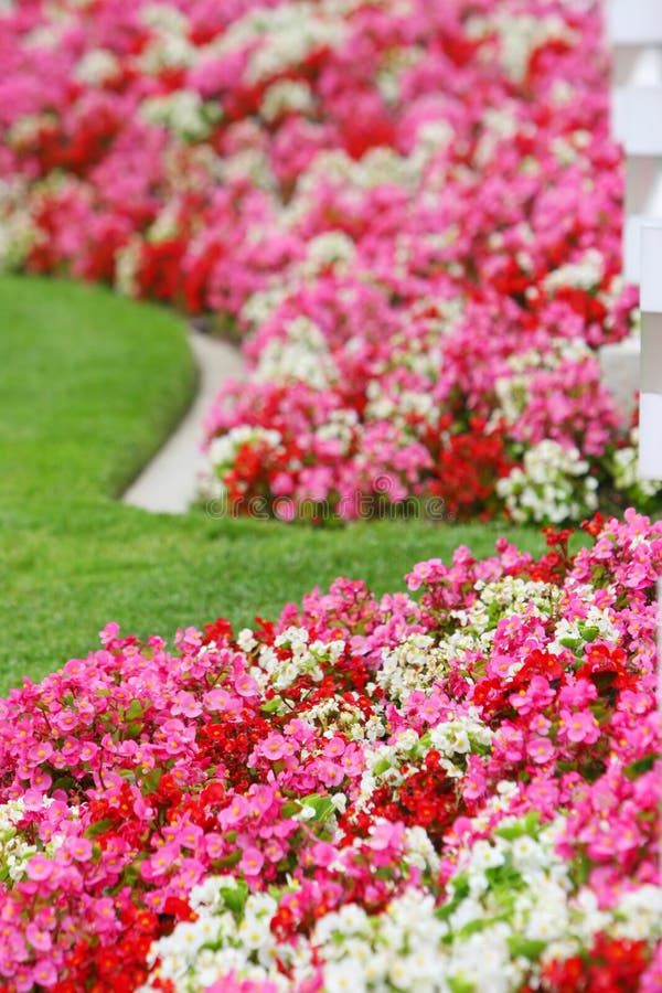 Pink red and white flowers stock image. Image of close - 3633807
