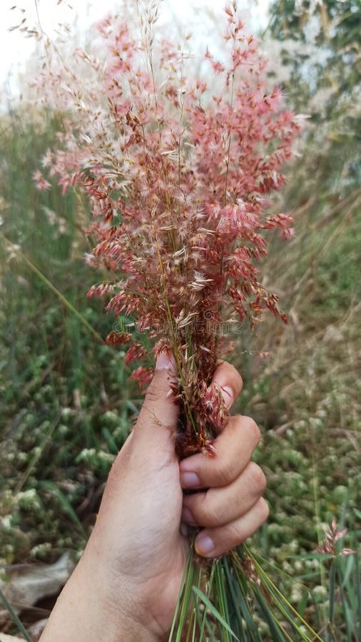 Pink Reed Flower Grasped at Citayam City Stock Image - Image of grass ...