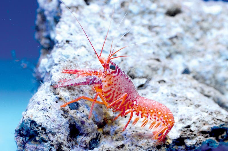 Pink Reef Lobster stock photo. Image of west, indo, pacific - 30457014