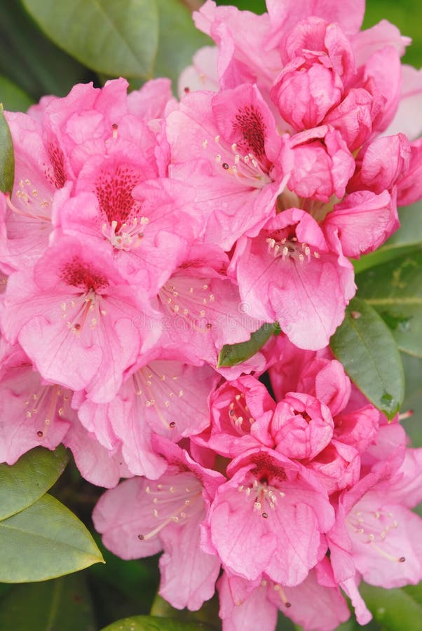 Pink rhododendron stock photo. Image of garden, blossom - 15156672