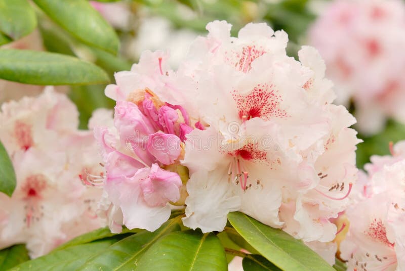 Pink rhododendron stock photo. Image of green, spring - 15156684