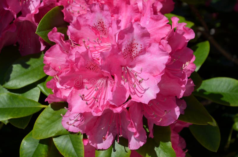 Pink rhododendron stock photo. Image of tree, beauty - 220076488