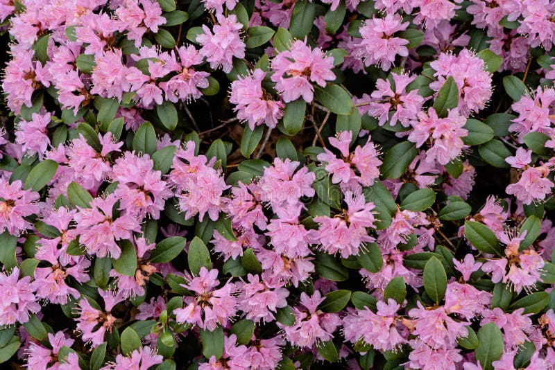 Pink Rhododendron Background Stock Photo - Image of garden, copy: 265460100