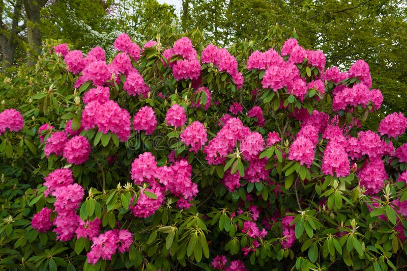 Pink Rhododendron blooming stock image. Image of botany - 71019649