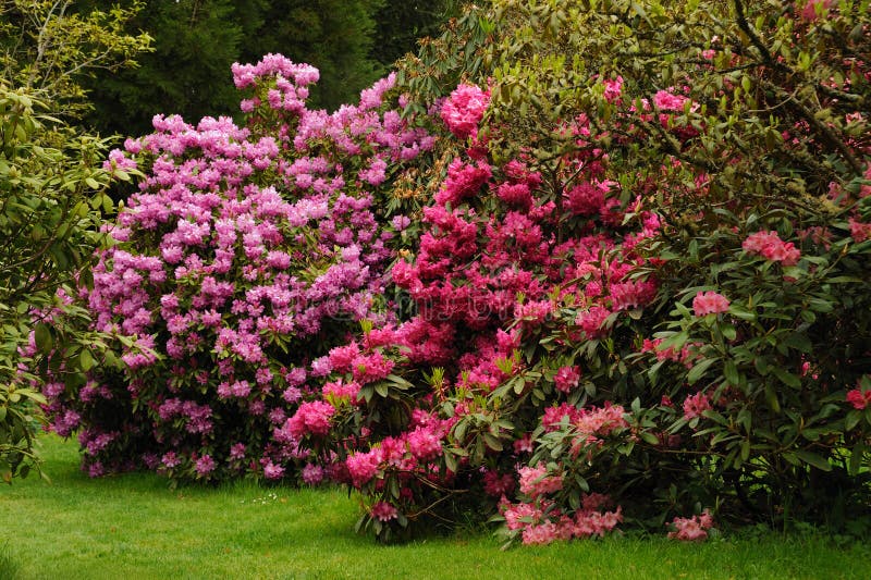 Pink Rhododendron stock image. Image of light, wood, bloom - 51005773