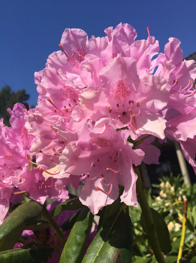 Pink rhododendron stock photo. Image of green, rhododendron - 118816680