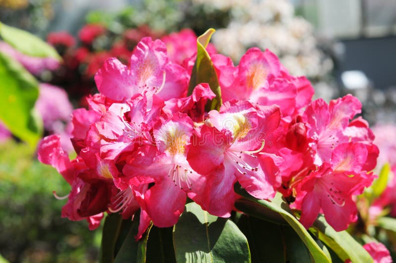 Pink Rhododendron Bush Bloom in Springtime. Stock Image - Image of ...
