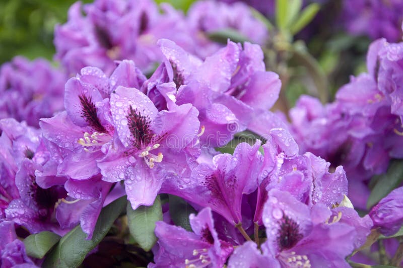 Pink Rhododendron stock photo. Image of pink, rhododendron - 31499942