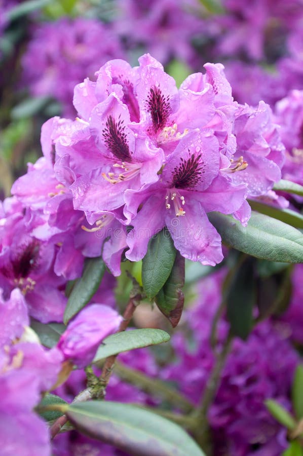 Pink Rhododendron stock photo. Image of bush, flowers - 31499972