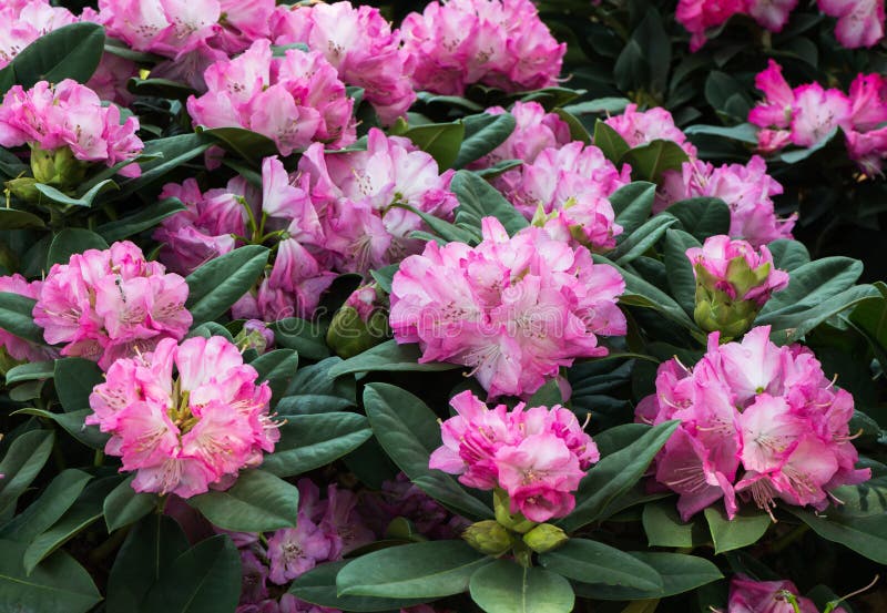 Pink Rhododendron flower stock image. Image of beauty - 66809267