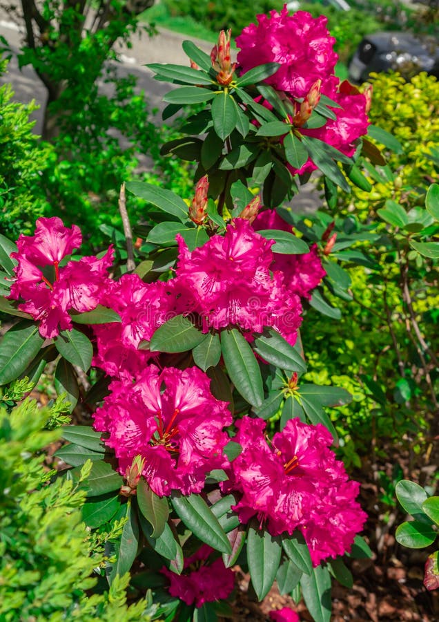 Pink Rhododendron Flower Pacific Rhododendron Stock Image - Image of ...
