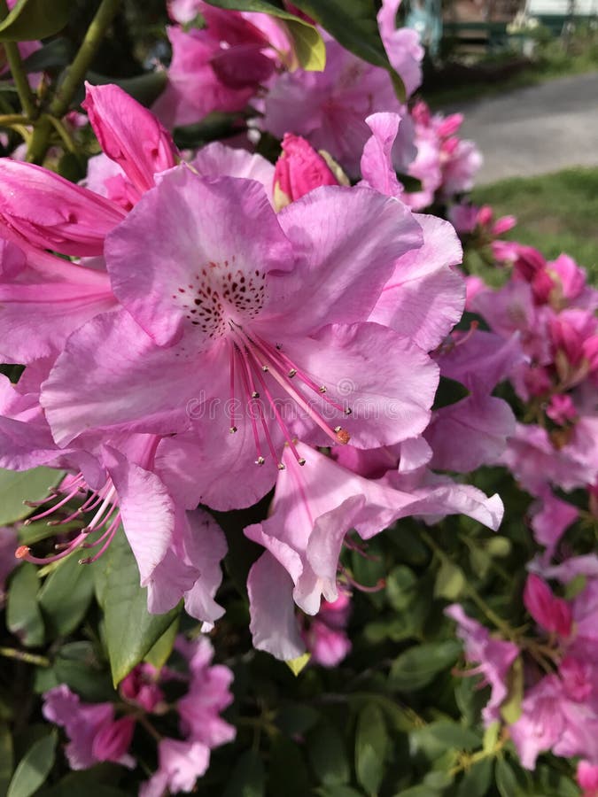 Pink rhododendron stock photo. Image of summer, pink - 79229148