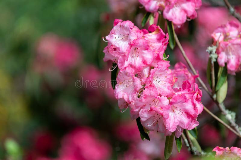 Pink Rhododendron flowers stock image. Image of pink - 367866585