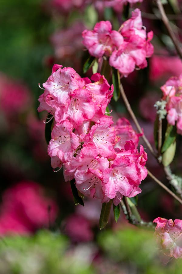 Pink Rhododendron flowers stock image. Image of shrub - 367866755