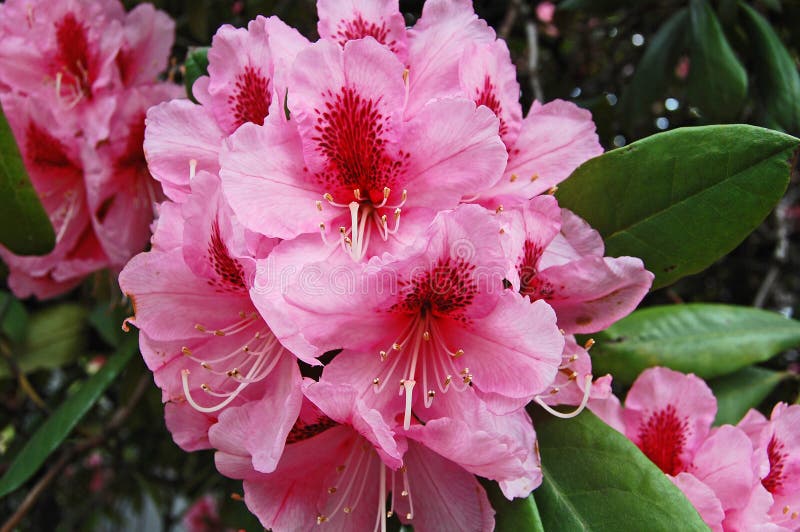 Pink Rhododendron stock photo. Image of centers, colored - 55186738