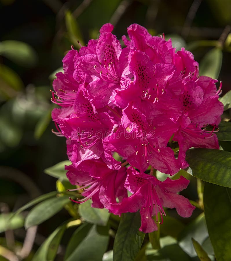 Pink Rhododendron Plant stock photo. Image of background - 205539224