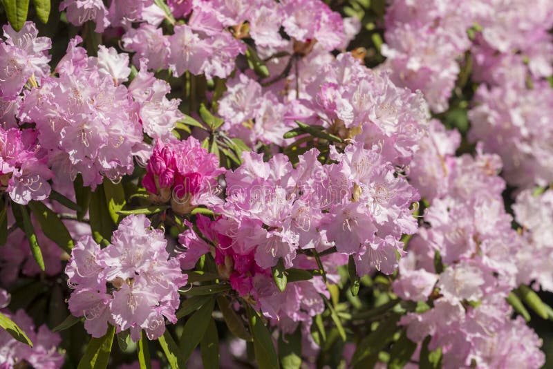 Pink Rhododendron in the Spring Stock Image - Image of bloom, pink ...