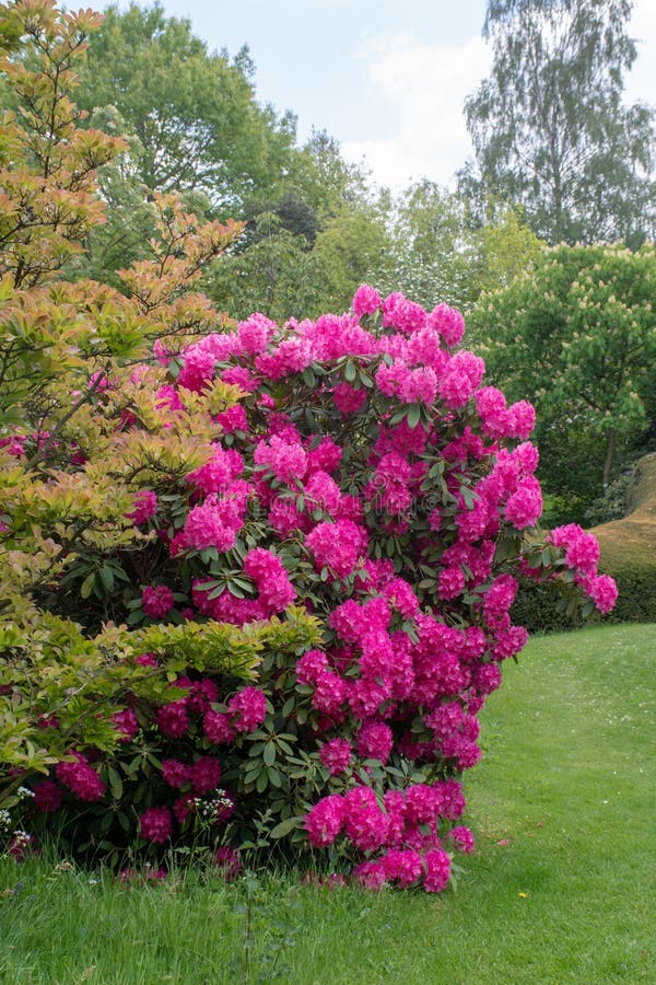 Pink Rhododendron Standing in Garden Stock Photo - Image of flora ...