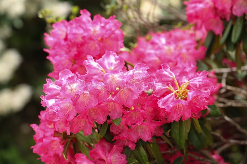 Pink Rhododendrons in the Garden, in May, Gardening Stock Image - Image ...