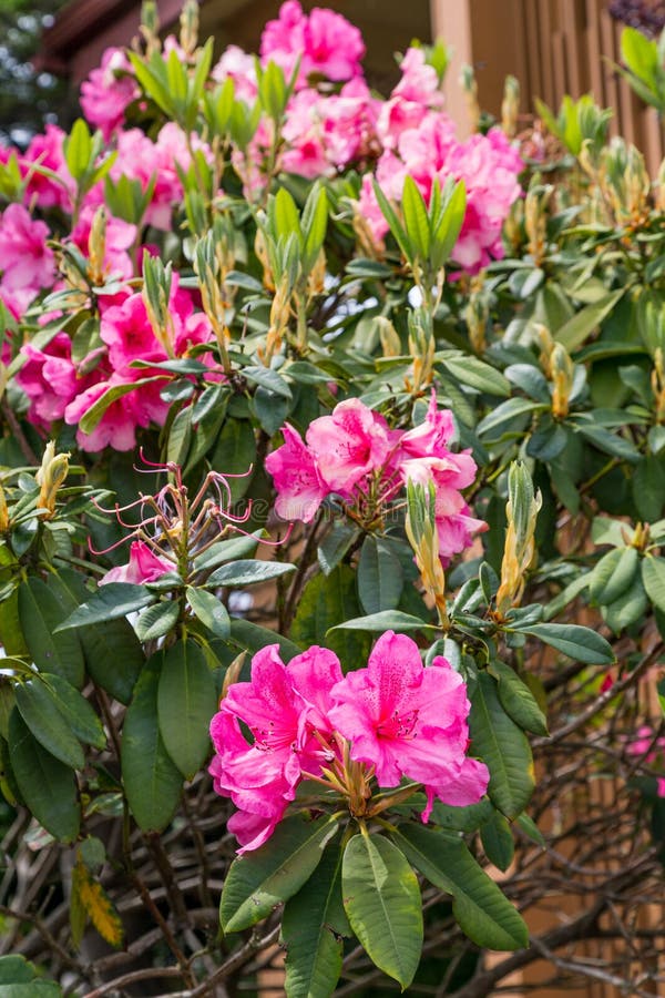 Pink Rhododendrons stock photo. Image of garden, azaleas - 89136544