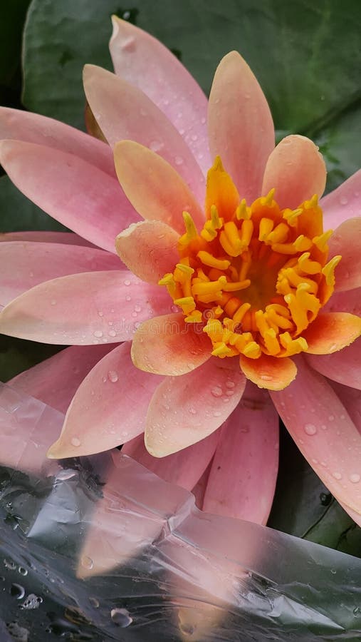 Pink river flower stock photo. Image of lily, tulip - 271855918