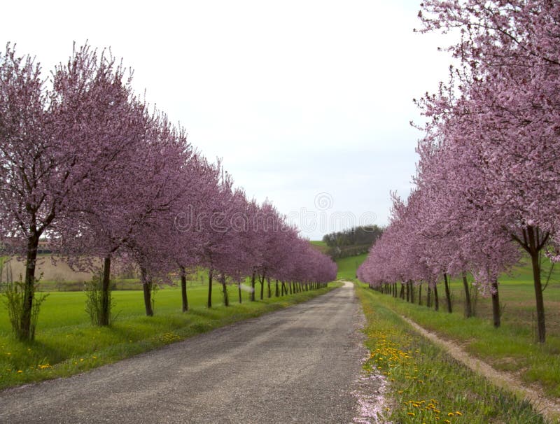 Pink road stock image. Image of tree, spring, lane, road - 13827429