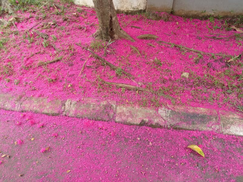 Pink road between roots stock photo. Image of pink, leaves - 207904440