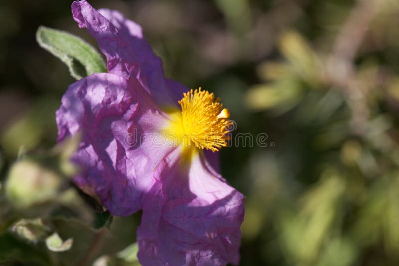 Pink Rock Rose Cistus Creticus Stock Photo - Image of flora, plant ...
