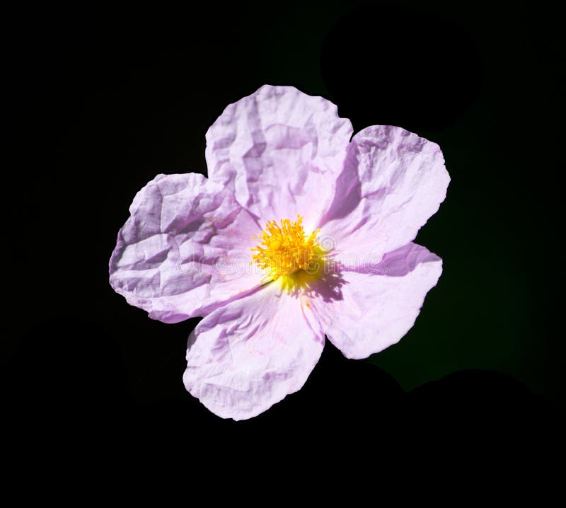 Pink rock rose border stock photo. Image of botany, flower - 62908062