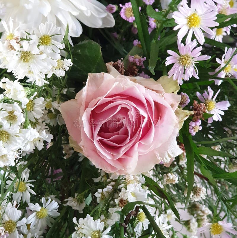 Roose Flower Stock Photos - Free & Royalty-Free Stock Photos from ...