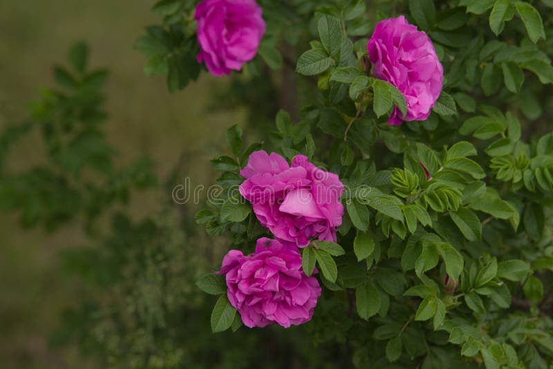 Pink Rosa flower stock photo. Image of beautiful, bloom - 95268904