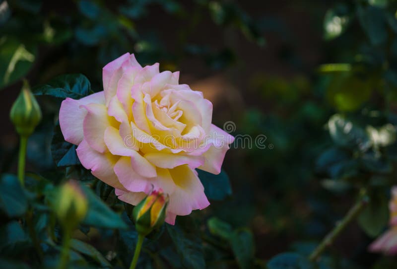 Pink Rosa hybrida stock image. Image of spring, queen - 42955559