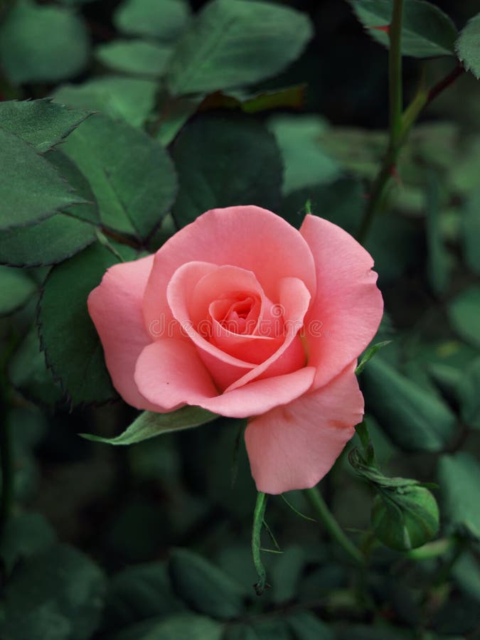 Pink Rose 03 stock image. Image of fresh, leaf, flower - 536577