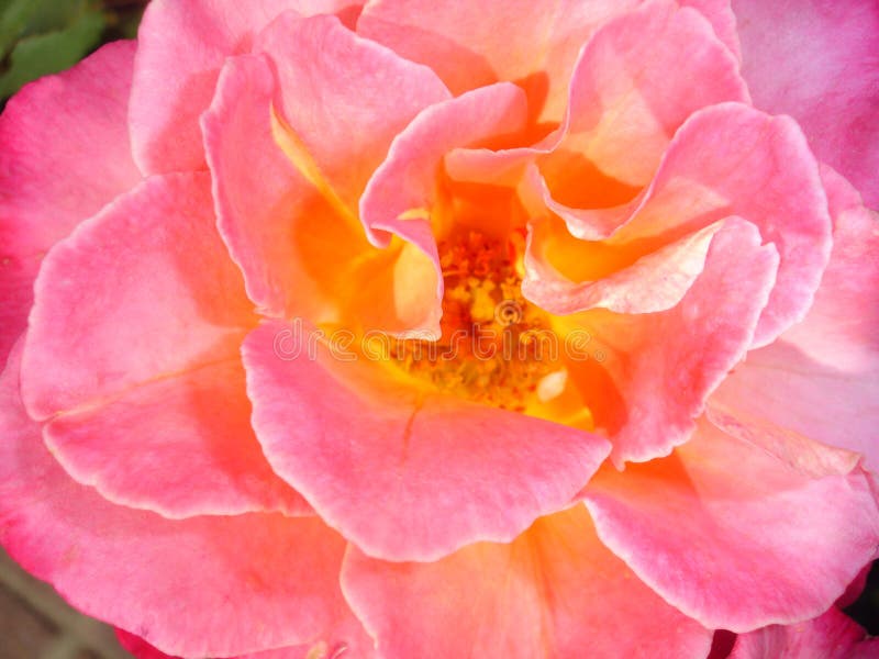 Pink rose stock photo. Image of bloom, close, nature - 10571220